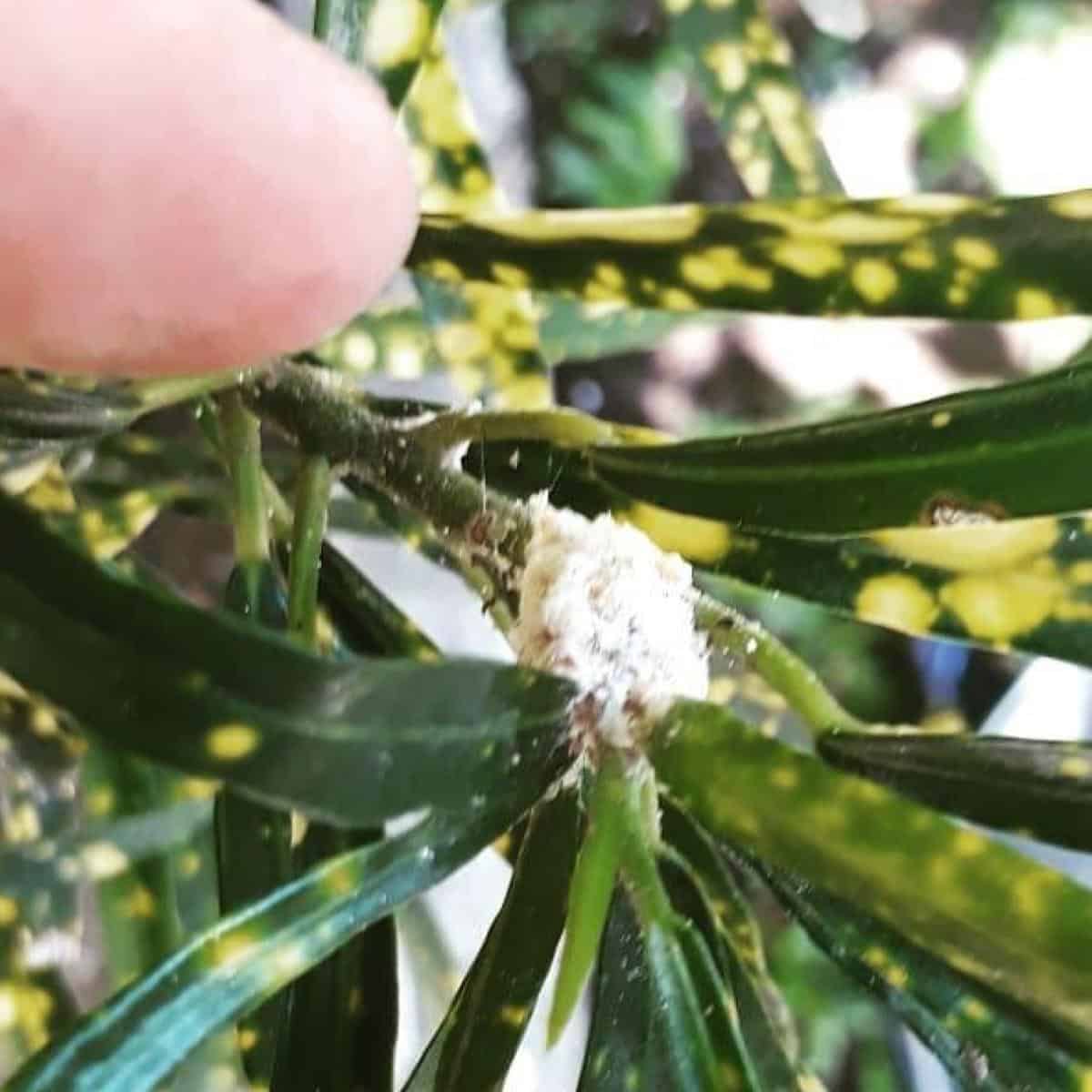How To Get Rid Of Mealybug on Croton Plants? | PlantCareToday.com