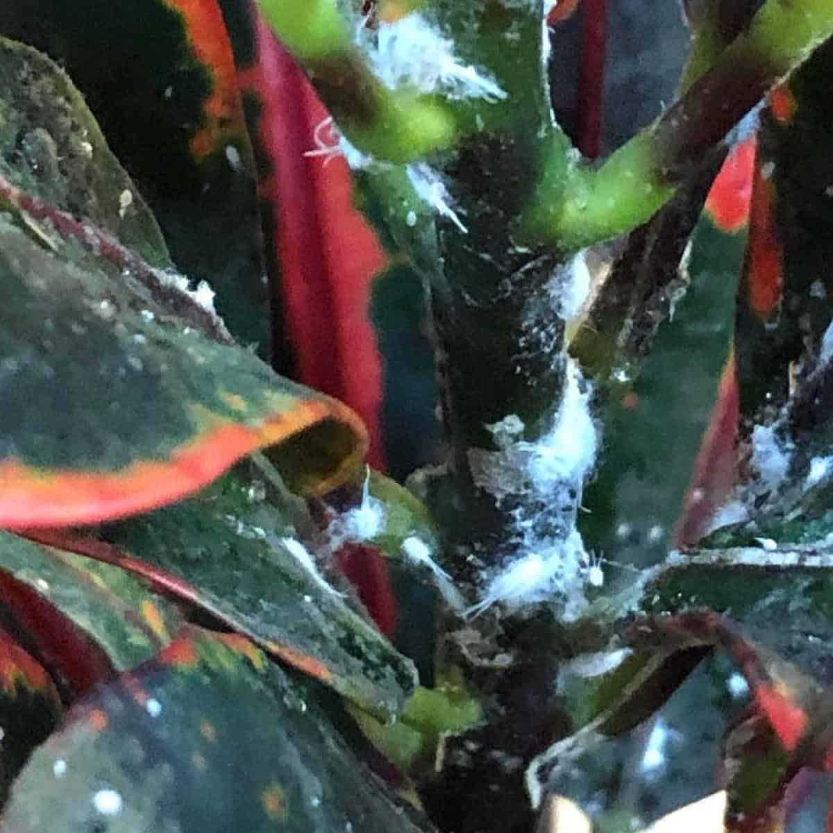 How To Get Rid Of Mealybug on Croton Plants? | PlantCareToday.com