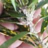 How To Get Rid Of Mealybug on Croton Plants? | PlantCareToday.com