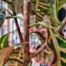 How To Get Rid Of Mealybug on Croton Plants? | PlantCareToday.com