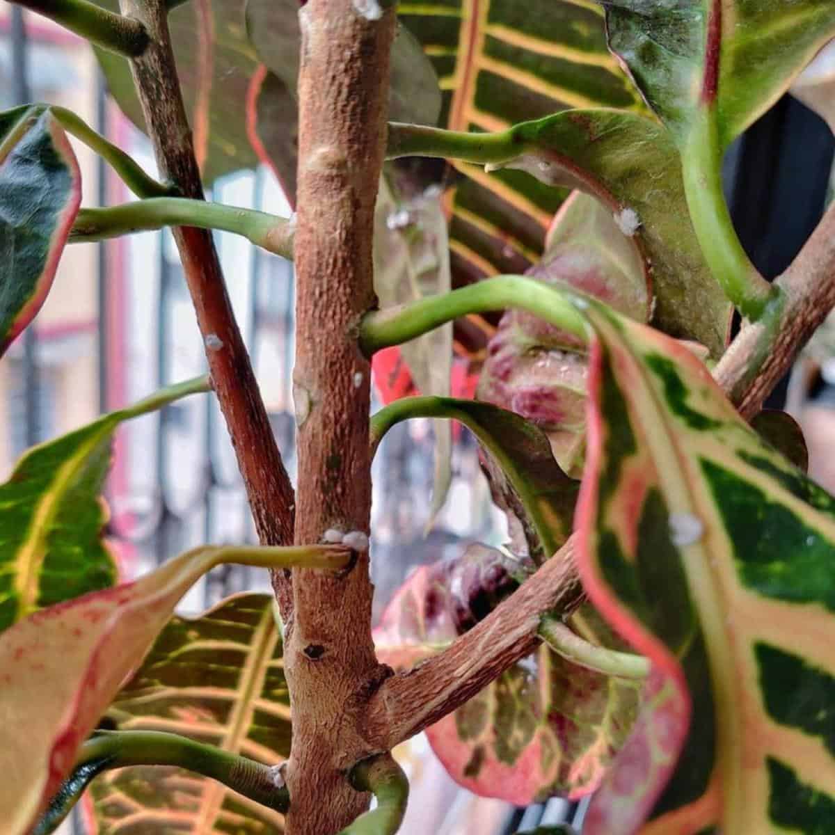 How To Get Rid Of Mealybug on Croton Plants? | PlantCareToday.com