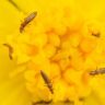 Can You Use Neem Oil To Get Rid Of Thrips?