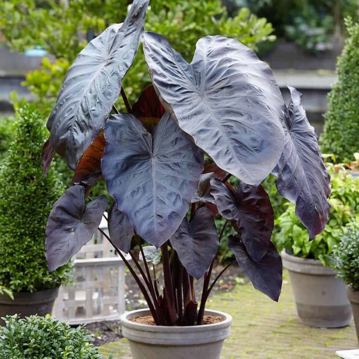 Black Elephant Ear Plant Care: Growing Colocasia Black Magic