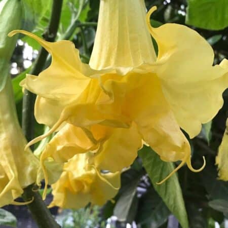 9 Unusual Brugmansia Angel Trumpet Facts That Makes Us Want To Learn More