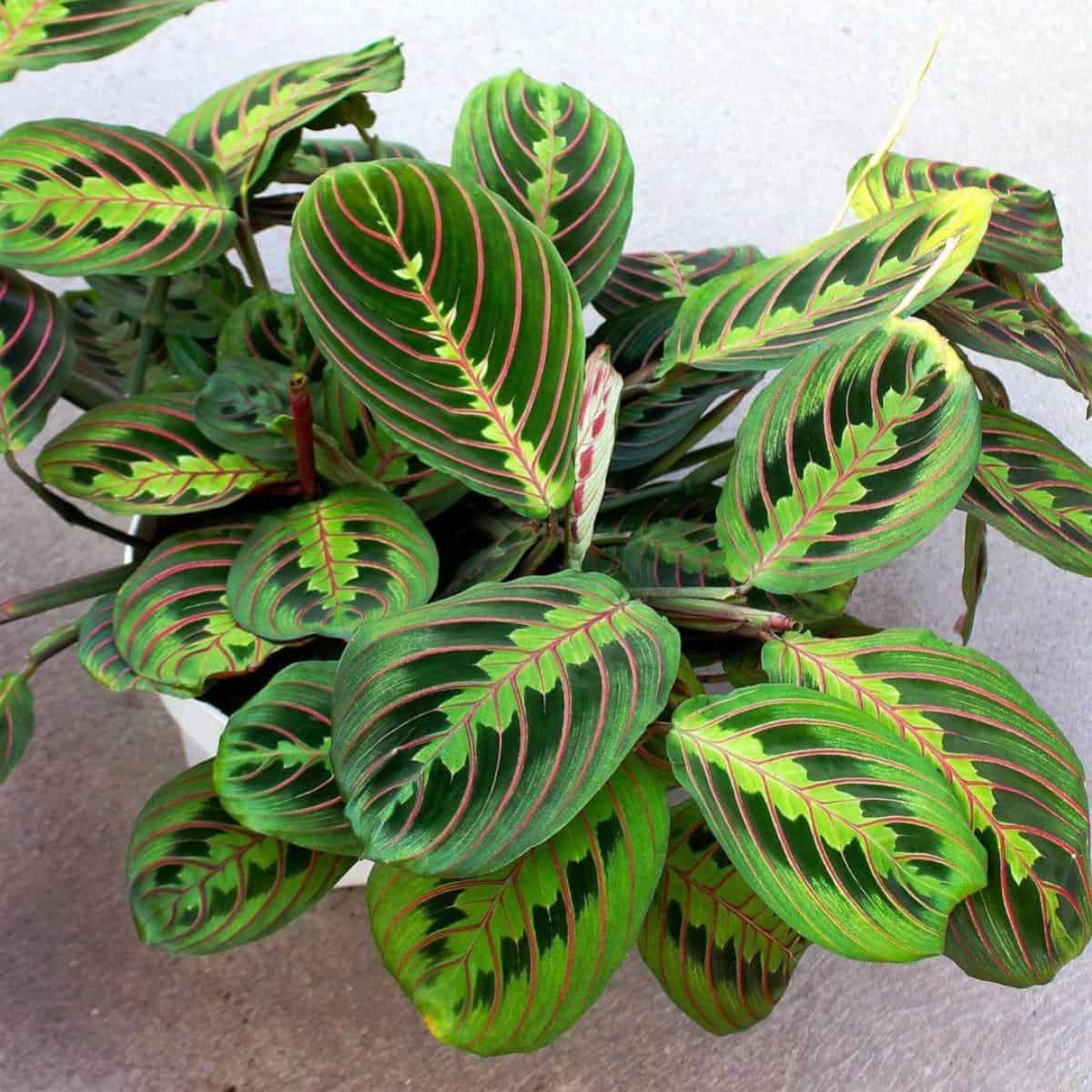 How To Grow and Care For Lemon Lime Maranta