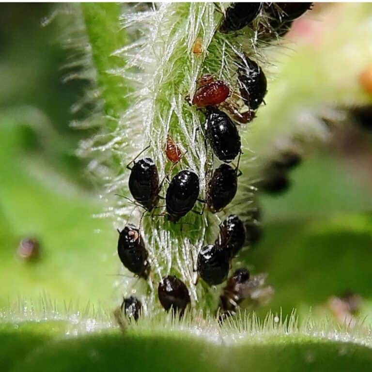 Killing Black Aphid Bugs: How To Get Rid Of Black Aphids