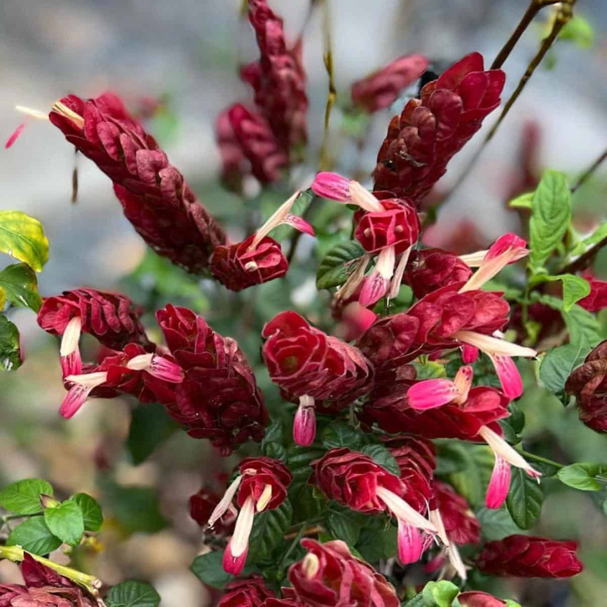 Growing and Care Requirements For Shrimp Plant