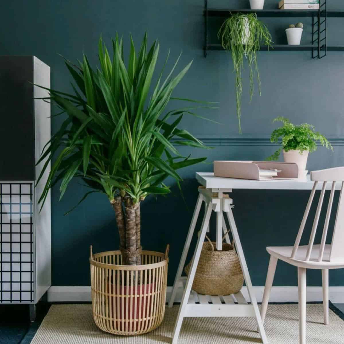 11 Best Tall Indoor Plants and Trees to Transform Your Home