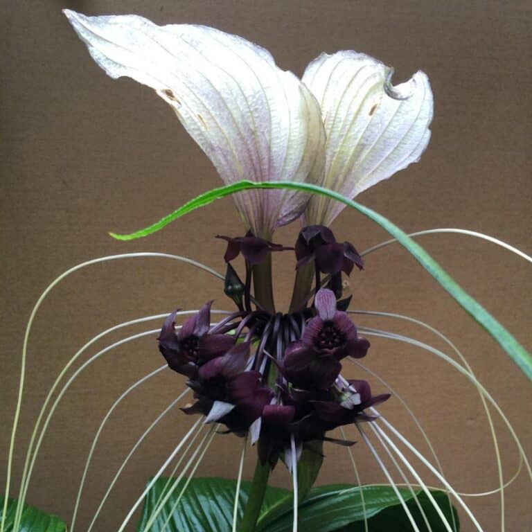 Bat Flower Plant – How To Grow And Care For Tacca [BAT PLANTS]