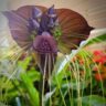 Bat Flower Plant – How To Grow And Care For Tacca [BAT PLANTS]