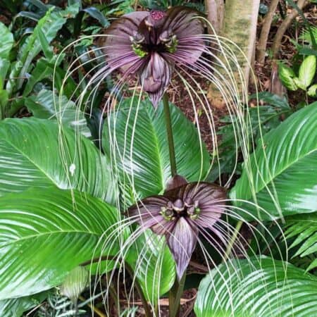 Bat Flower Plant – How To Grow And Care For Tacca [BAT PLANTS]
