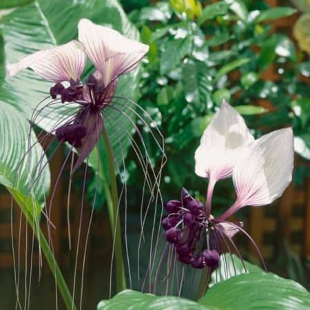 Bat Flower Plant – How To Grow And Care For Tacca [BAT PLANTS]