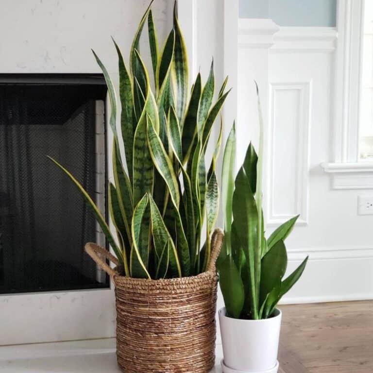 Sansevieria Plant Care: How To Grow Viper's Bowstring Hemp