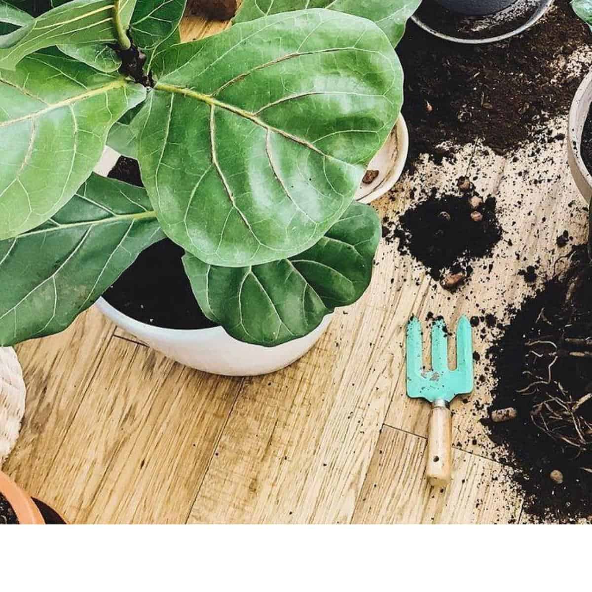How To Repot A Houseplant
