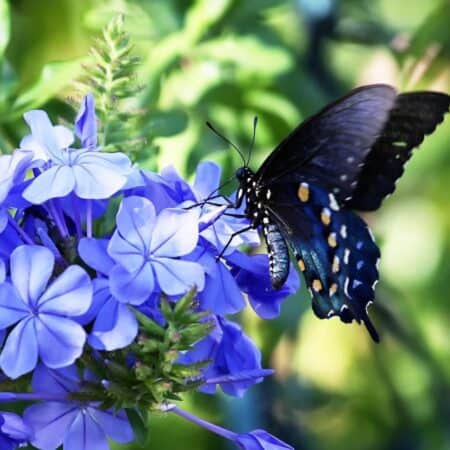 Plumbago Plant Care: How To Grow Blue Flower Plumbago
