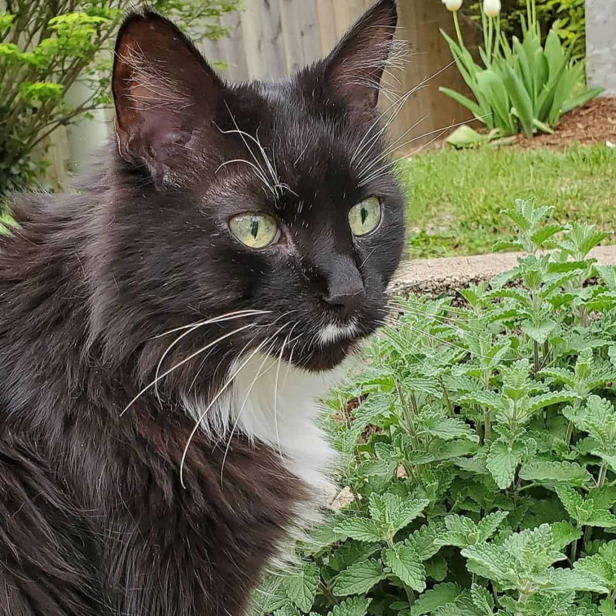Is The Mint Plant Poisonous To Cats? Are They Safe?