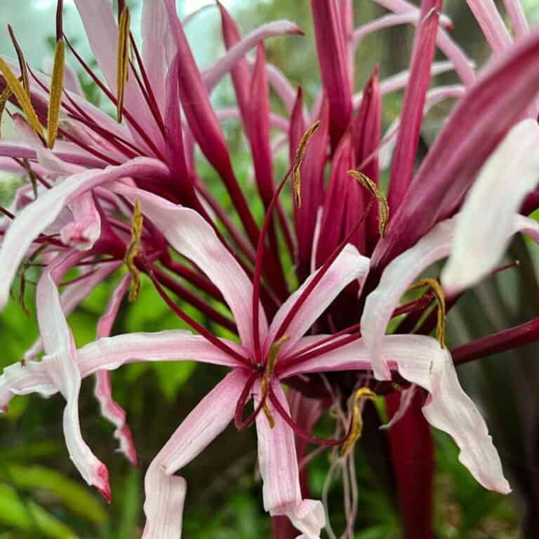 Crinum Lily Care Secrets: Growing Stunning Blooms with Ease