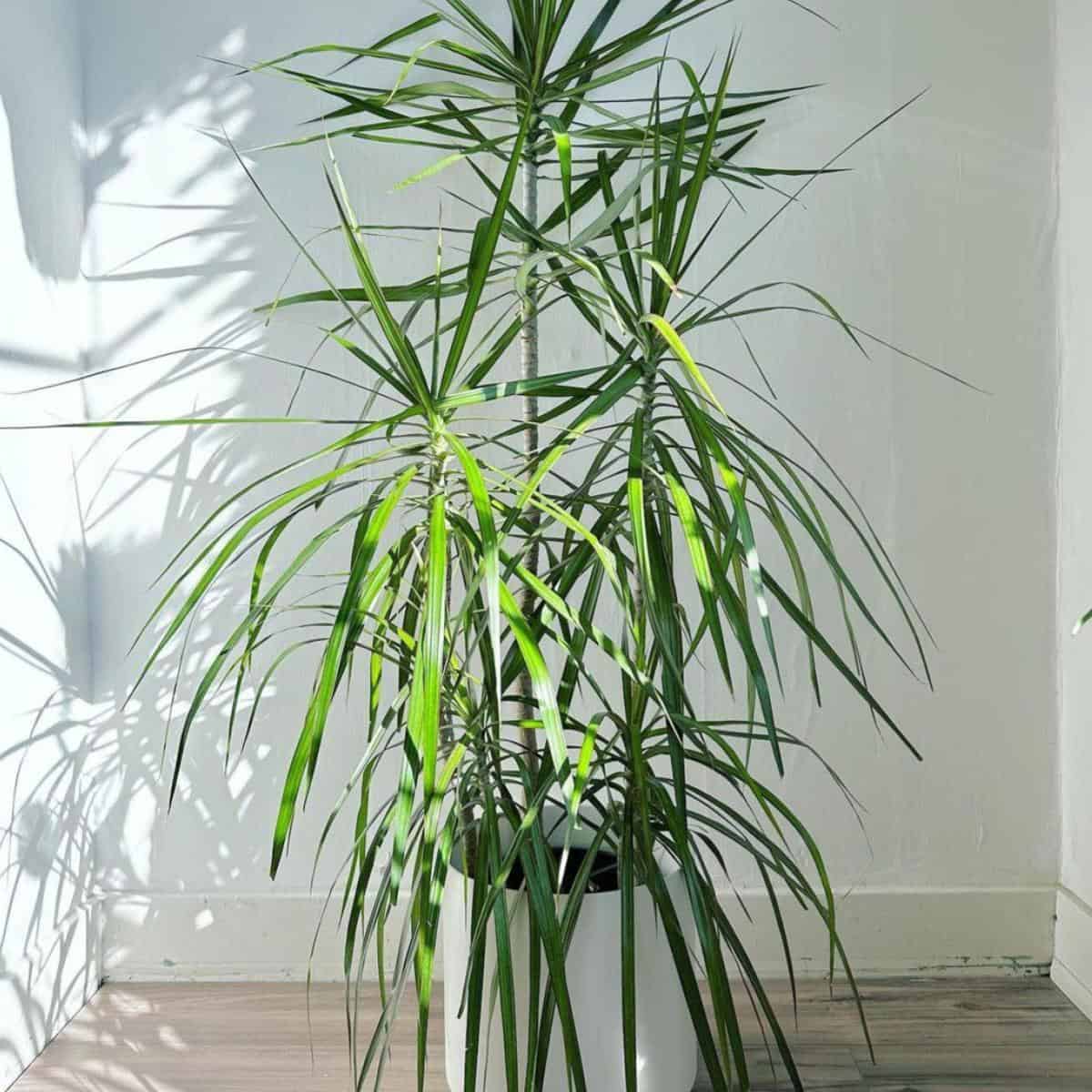 Dracaena Marginata Care: Growing The Red Edged Madagascar Dragon Tree