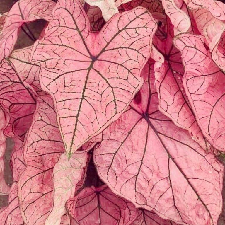 Your Complete Guide To Planting And Growing Caladium Bulbs