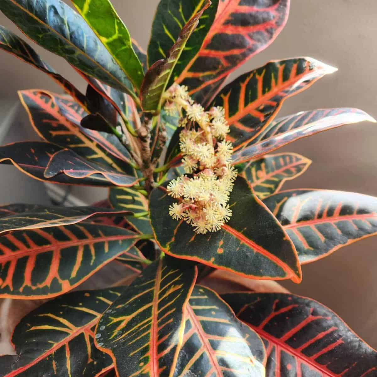 Croton Plant Care: Growing | Pest | Propagation | Codiaeum Plants