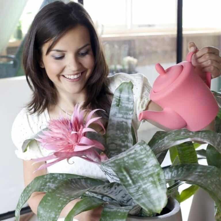 Bromeliad Watering: How To Water Bromeliads In Pots