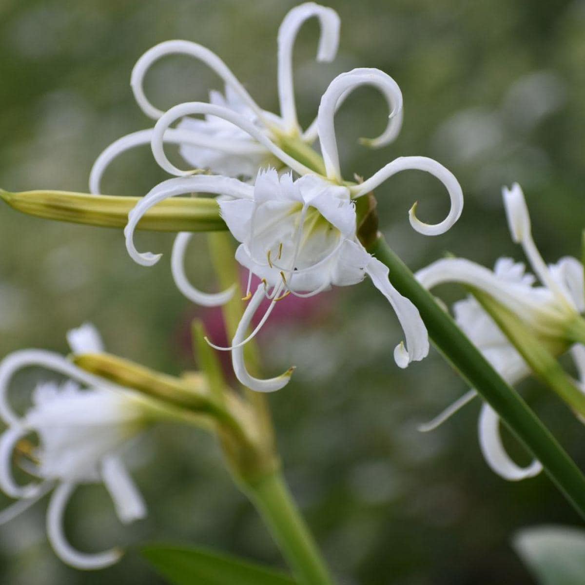 Growing Peruvian Daffodil Lily Bulbs