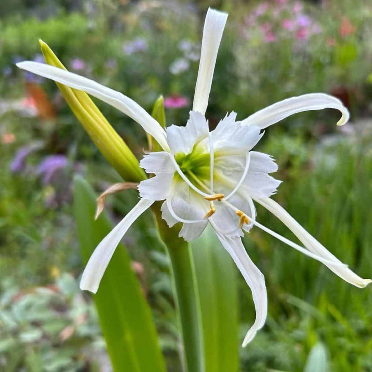 Growing Peruvian Daffodil Lily Bulbs