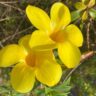 Allamanda Plant Care – A Bush Of Beauty