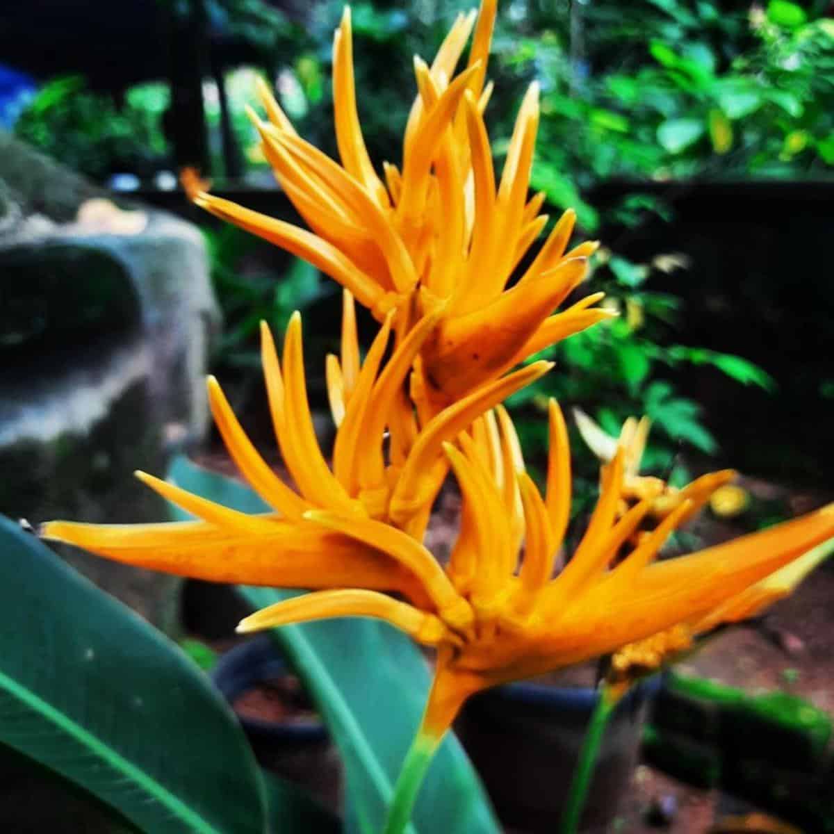 Heliconia Flower Care: GRowing The Lobster Claw Plant