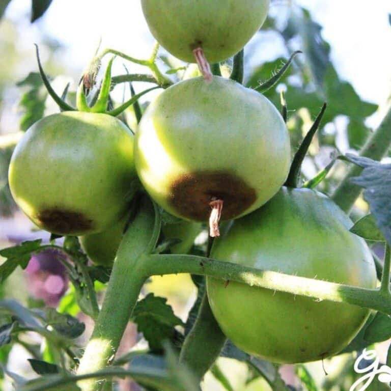 FIXES For 21 Common Tomato Plant Problems and Diseases