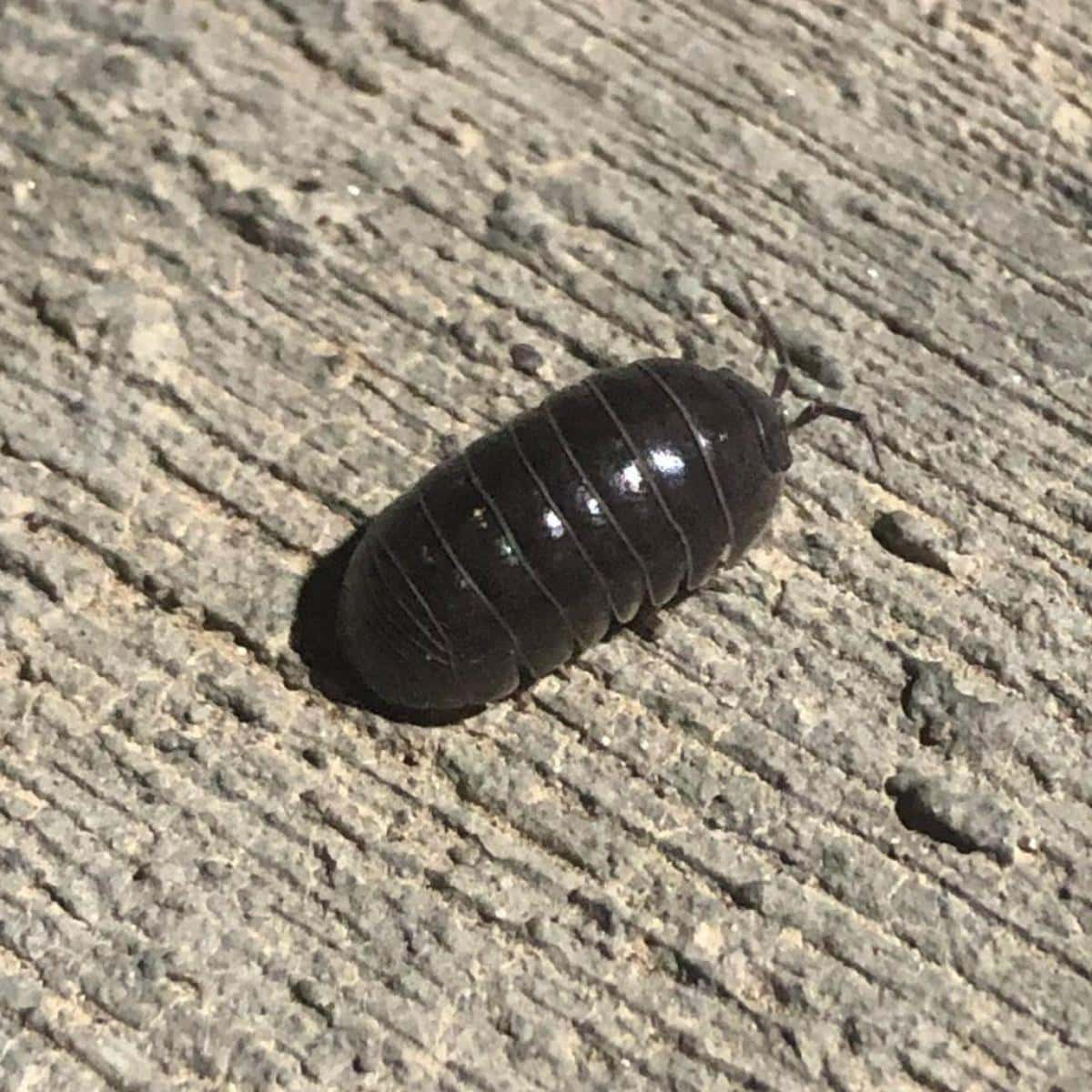 Is The Roly Poly Bug (Pill Bugs) A Problem In The Garden?
