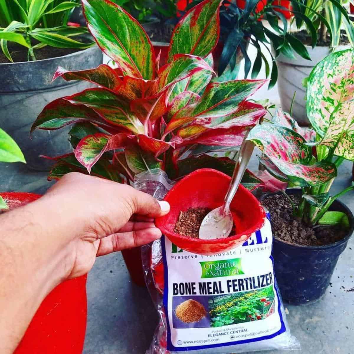 Bone Meal Fertilizer: How To Use Bonemeal In The Garden