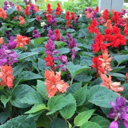 Perennial Salvia Plant: How To Care For The Meadow Sage
