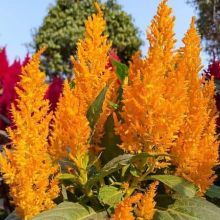 Celosia Plant Care: How To Grow Cockscomb Flower