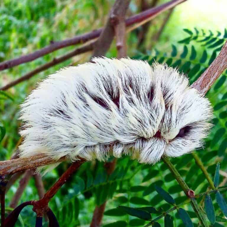 Puss Caterpillar [BEWARE] Control and Kill Stinging ASP Caterpillars