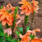 Crossandra Plant Care: How To Grow The Firecracker Flower