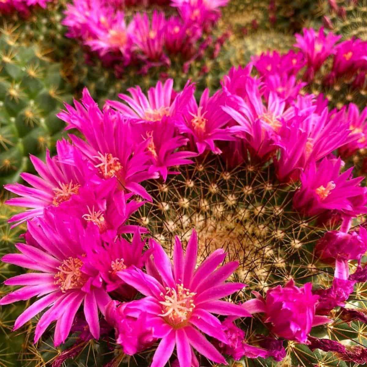 Mammillaria Cactus Care: Learn To Grow The Pincushion Cactus