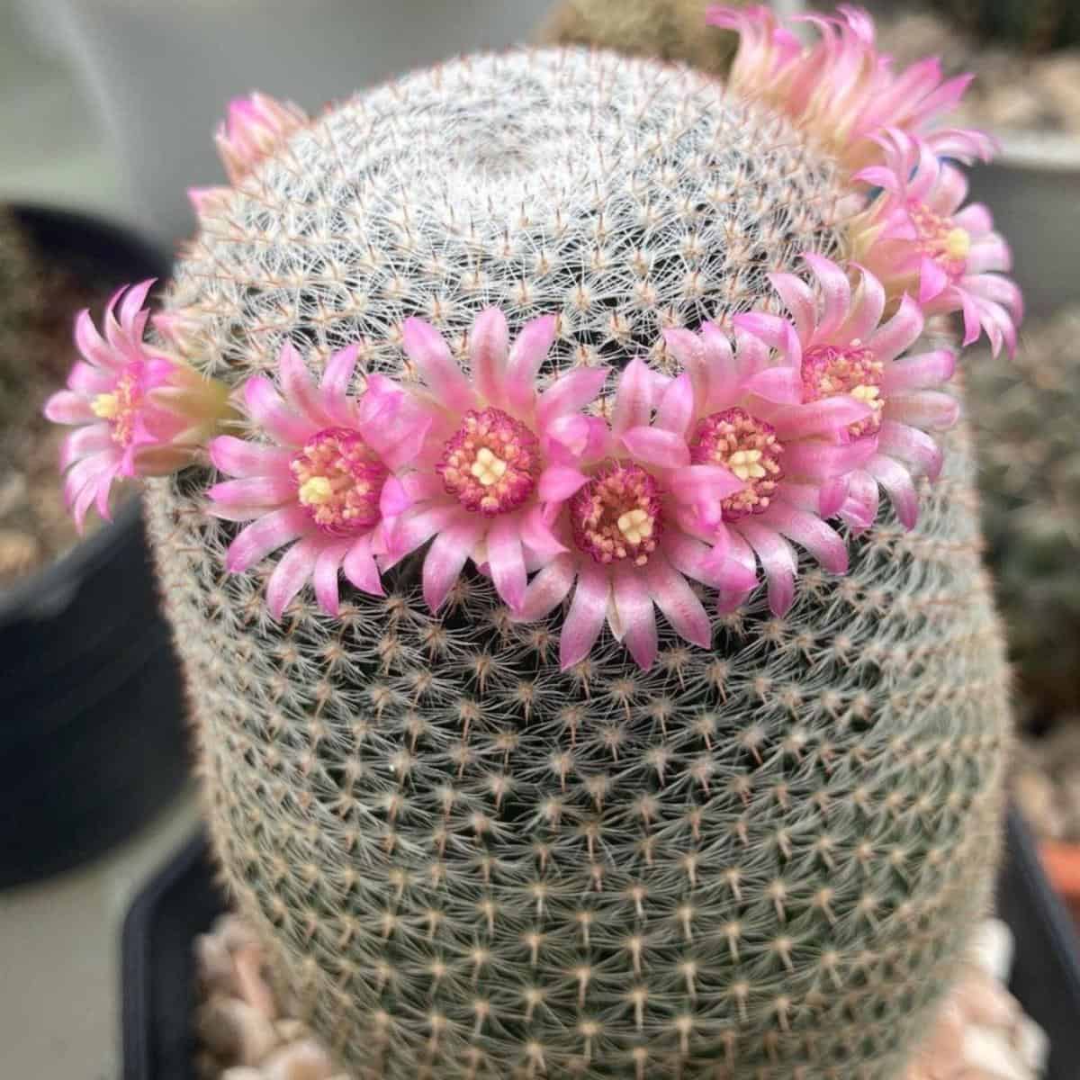 Mammillaria Cactus Care: Learn To Grow The Pincushion Cactus