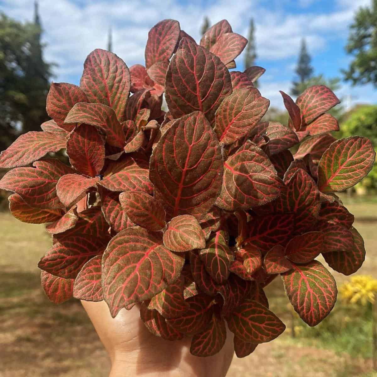 Fittonia Plant Care: Learn How To Grow Nerve Plants