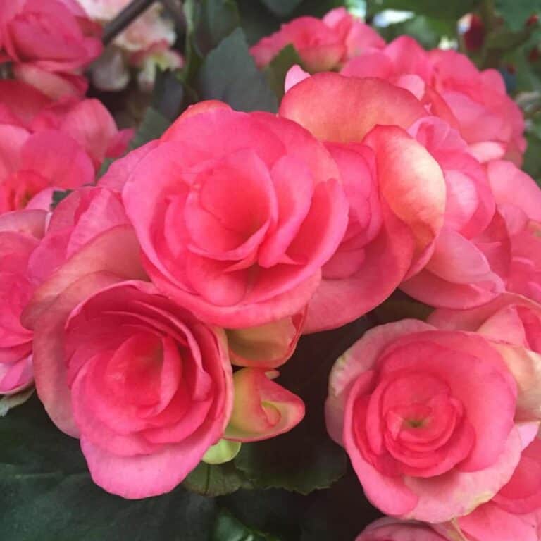 Rieger Begonia Care: How To Grow Elaitor Begonias