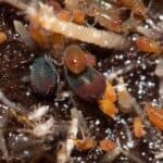 Root Aphids: Learn How To Kill and Get Rid Of Aphids On Roots