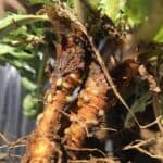 Root Aphids: Learn How To Kill and Get Rid Of Aphids On Roots