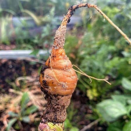 Root Aphids: Learn How To Kill and Get Rid Of Aphids On Roots