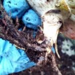 Root Aphids: Learn How To Kill and Get Rid Of Aphids On Roots