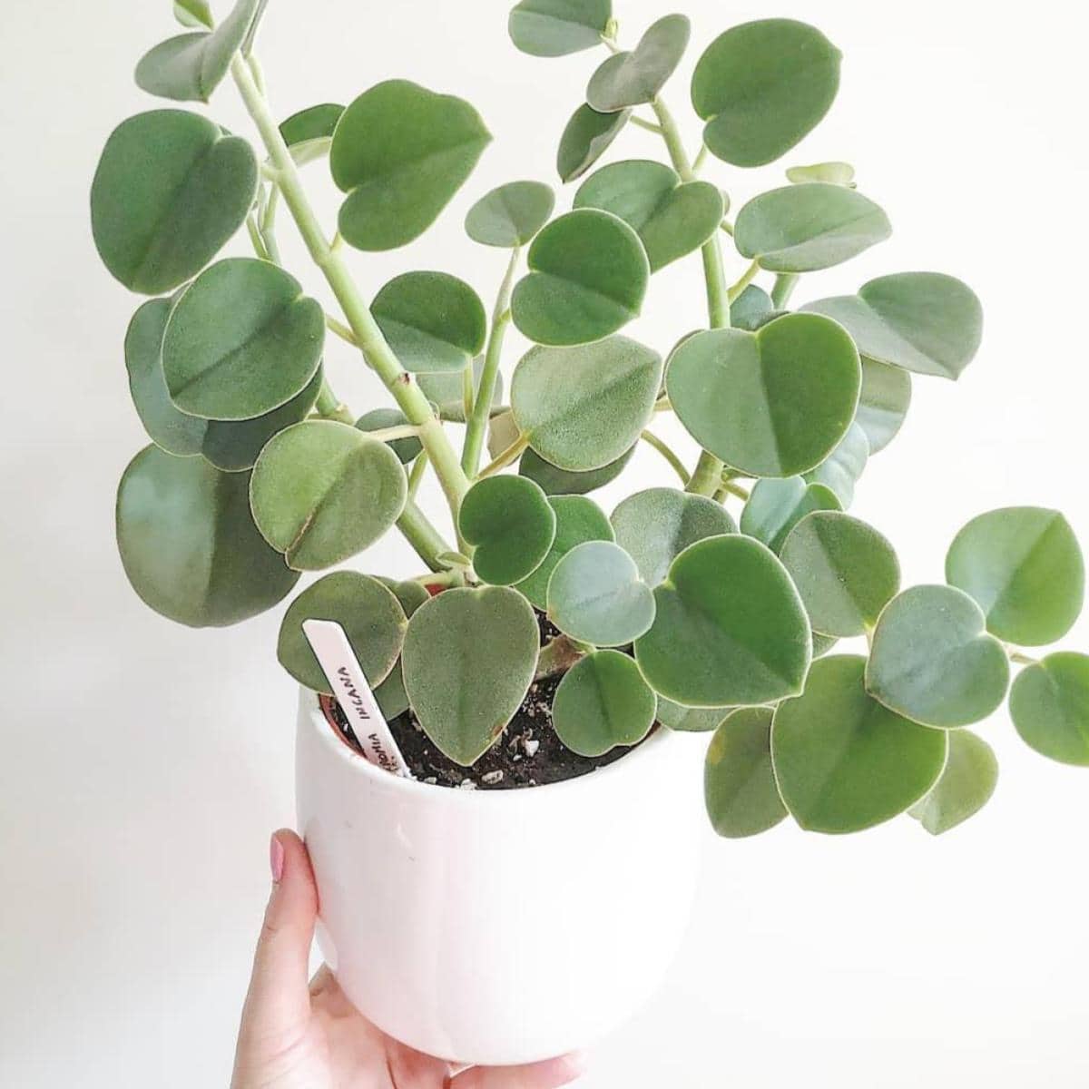 Peperomia Incana: Growing The Felted Pepperface