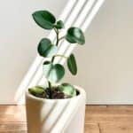 Peperomia Incana: Growing The Felted Pepperface