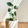 Peperomia Incana: Growing The Felted Pepperface