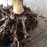Root Mealybugs: Tips On Treating Root Mealy Bugs