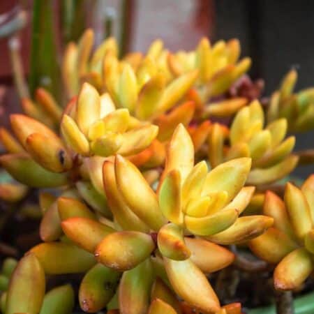 Golden Sedum Care: Learn How To Grow Sedum Adolphii Plants