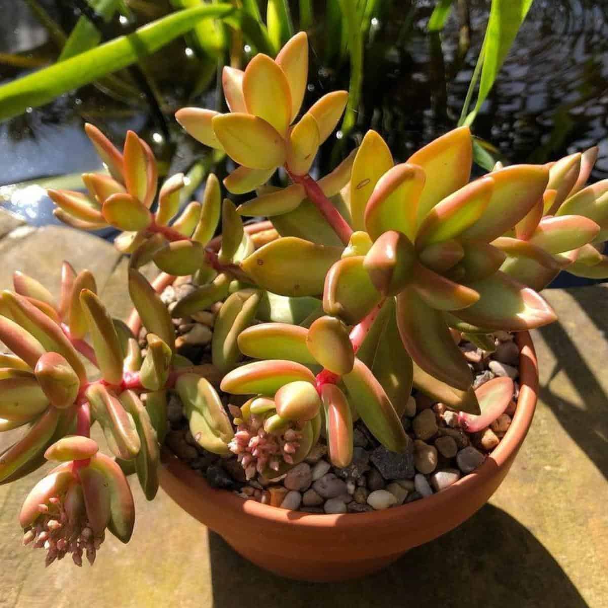 Golden Sedum Care: Learn How To Grow Sedum Adolphii Plants